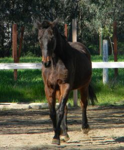 Farewell Java – Horse Crazy Once Again